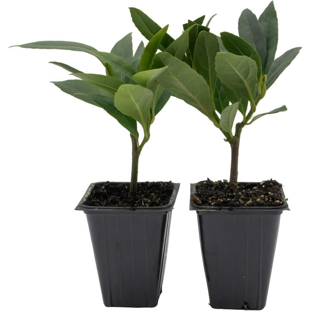 2 Japanese Blueberry, Live Plants (Elaeocarpus Decipiens) – Evergreen ...