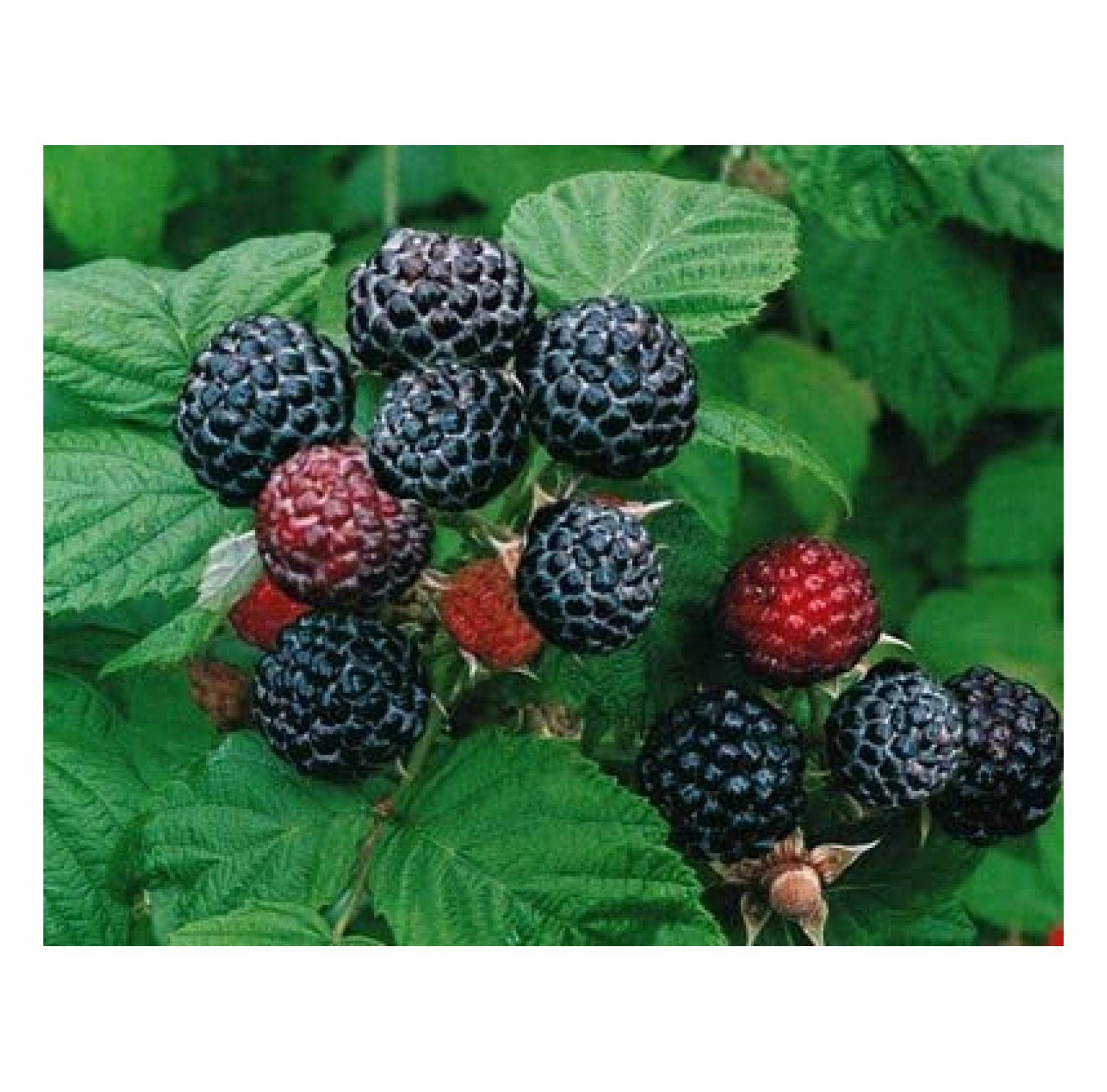 2 Jewel - Black Raspberry Plant - Everbearing - All Natural Grown ...