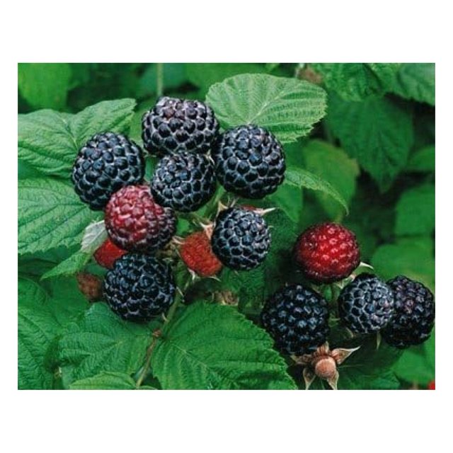 2 Jewel - Black Raspberry Plant - Everbearing - All Natural Grown ...