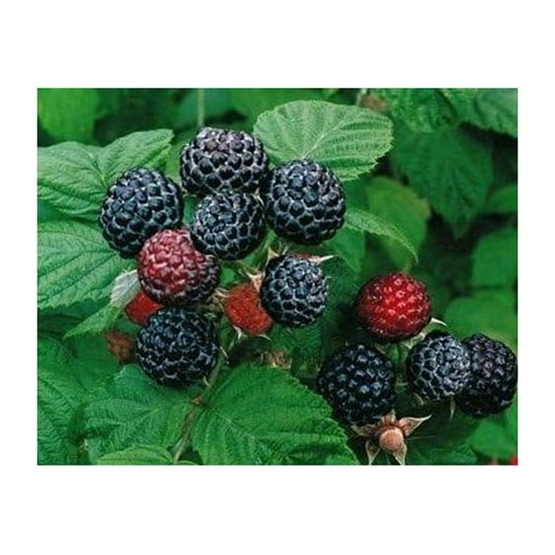 2 Jewel - Black Raspberry Plant - Everbearing - All Natural Grown ...
