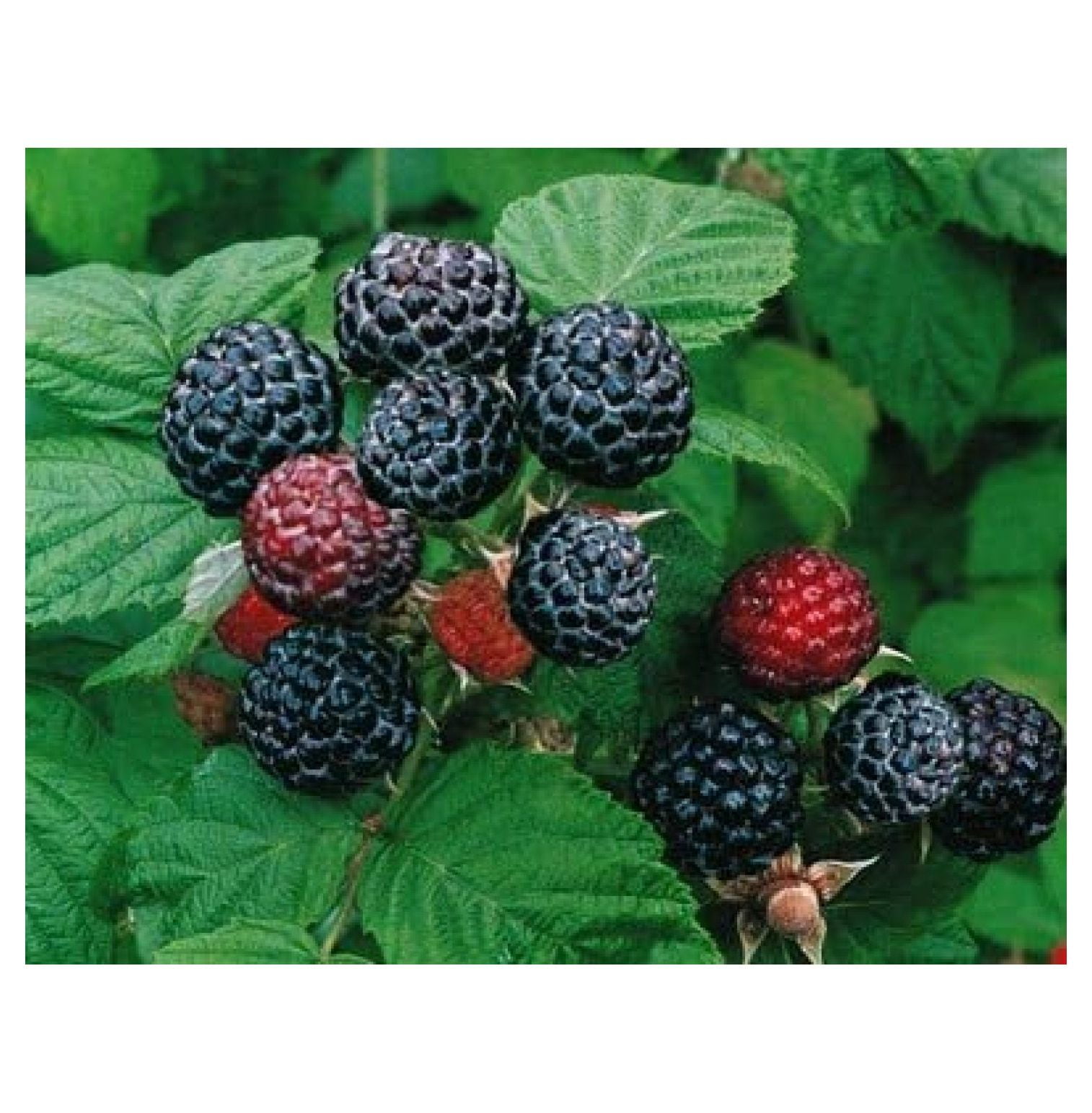 2 Jewel - Black Raspberry Plant - Everbearing - All Natural Grown ...