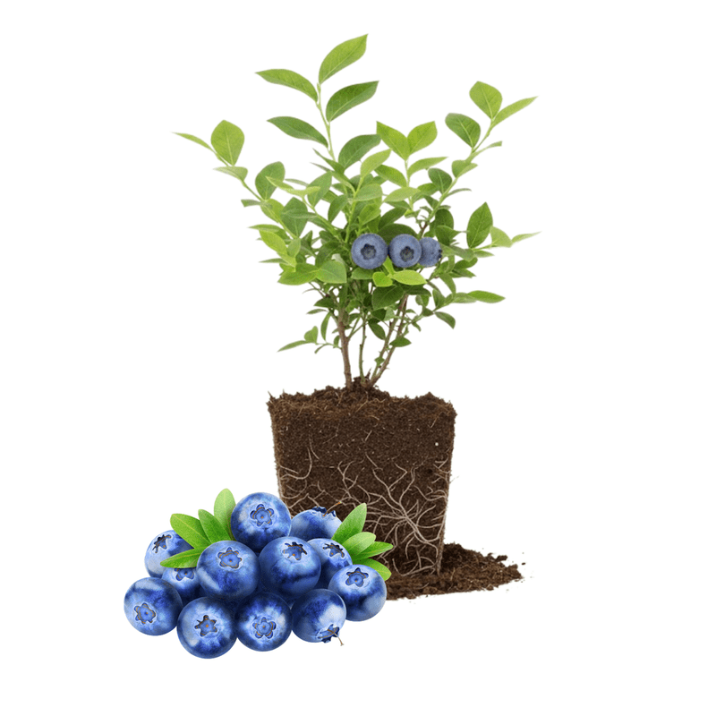 2 Jewel Blueberry Plants 4–6 Inches Tall, Fruit Berry Bush Plants for ...