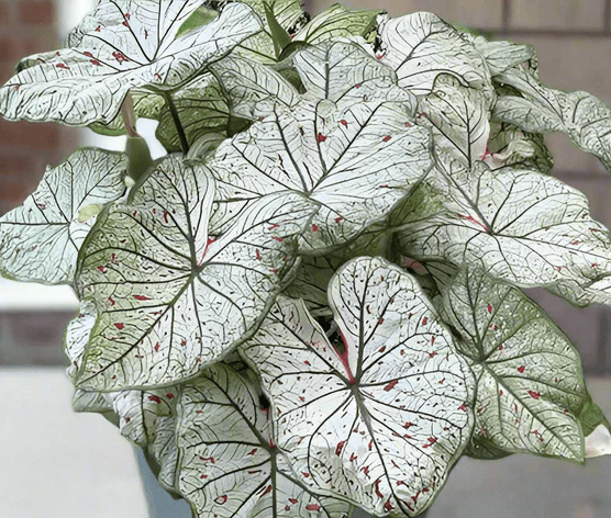 2 Juicy Gossip Caladium Bulbs for Planting, White Fancy Leaf Caladiums ...