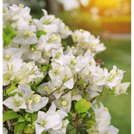 2 Key West White Bougainvillea Plants Live, Trailing Flowering Vines, 5 ...