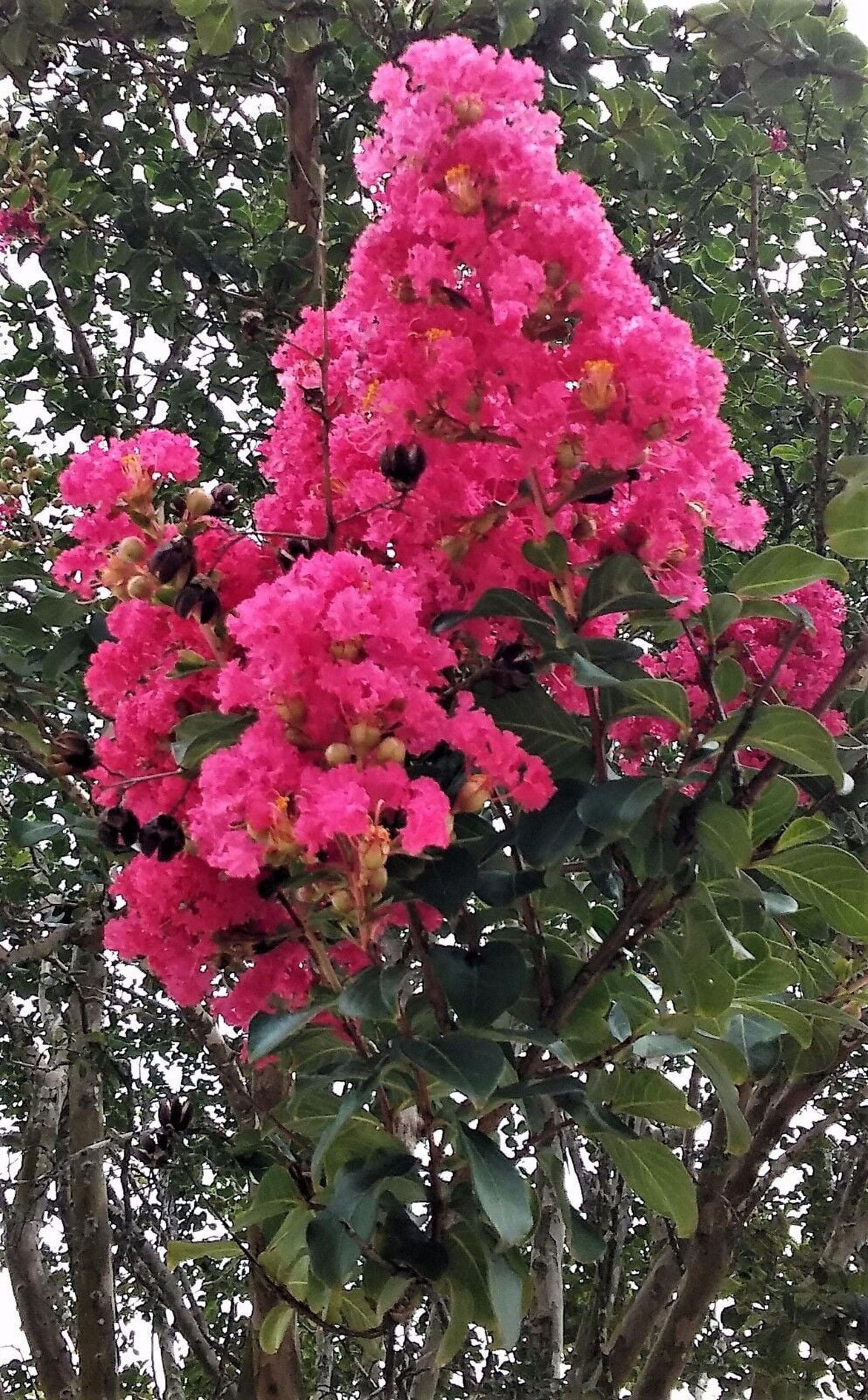 2 Live Hot Pink Crepe Myrtle Trees - Flowering Rooted Cuttings Bush ...