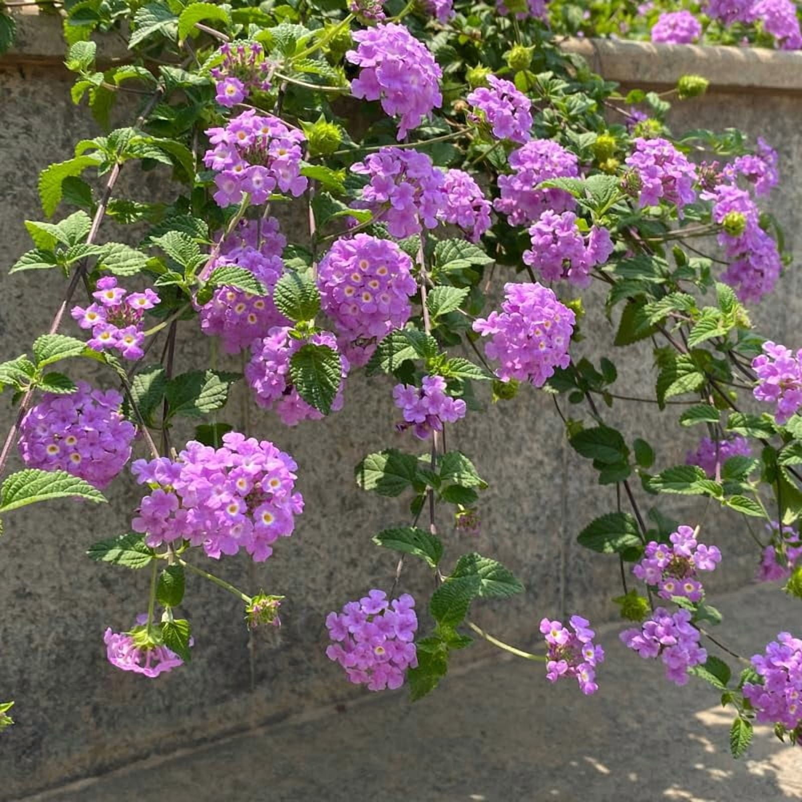 2 Lantana Plants Live, Perennial Live Flowering Lantana, Container ...