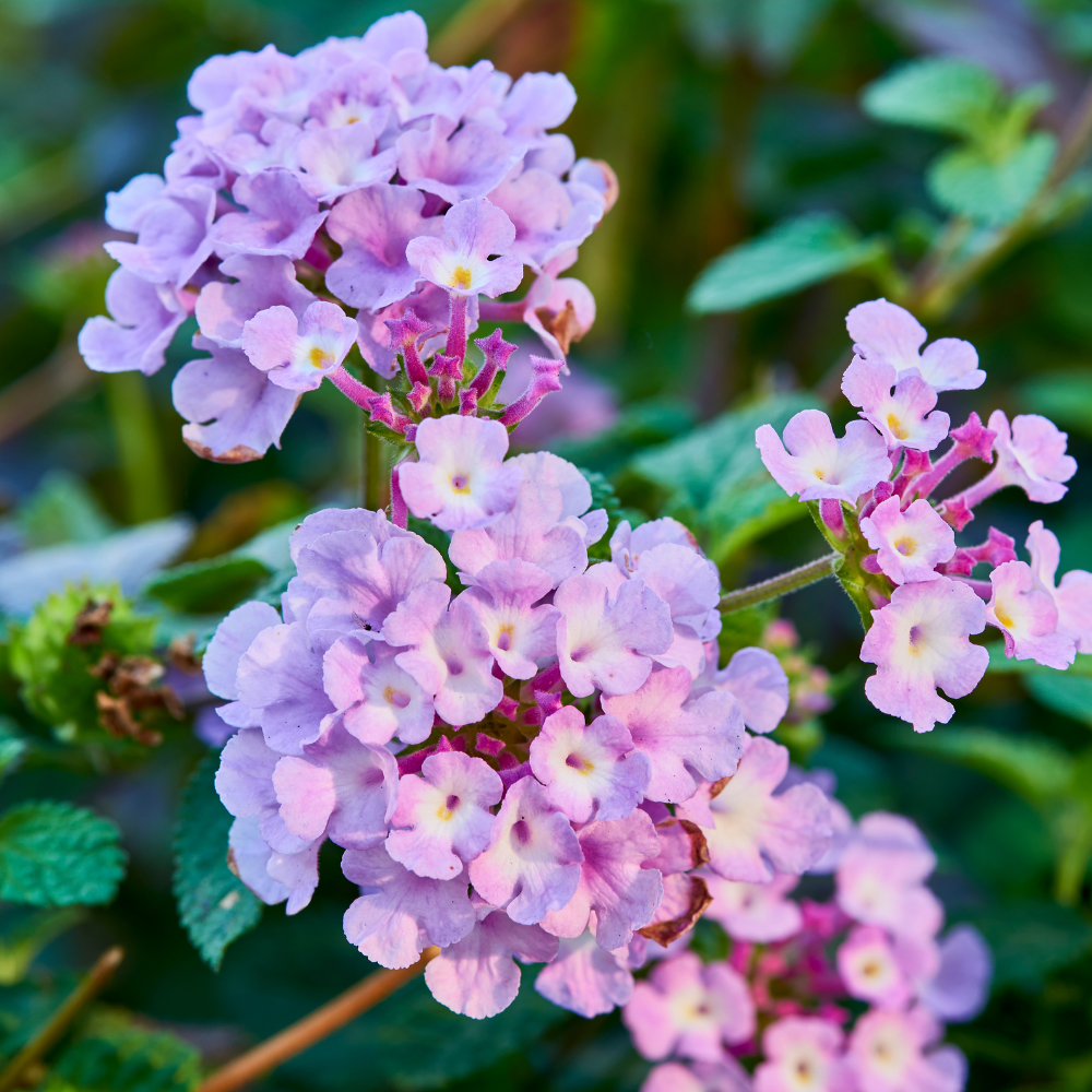 2 Lavender Lantana Plants Live, Trailing Lantana Plant, Outdoor ...