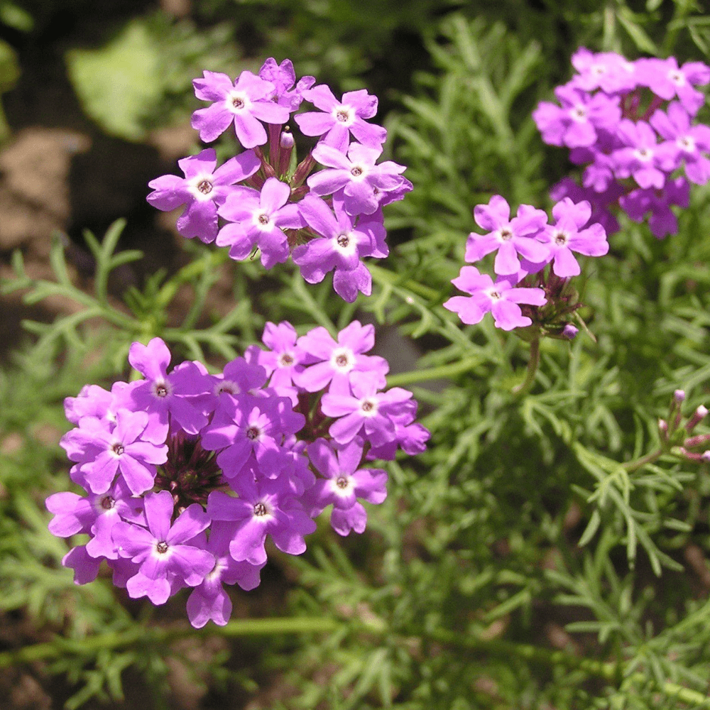 2 Lavender Verbena Plants, Light Purple Perennial Verbena Flower ...