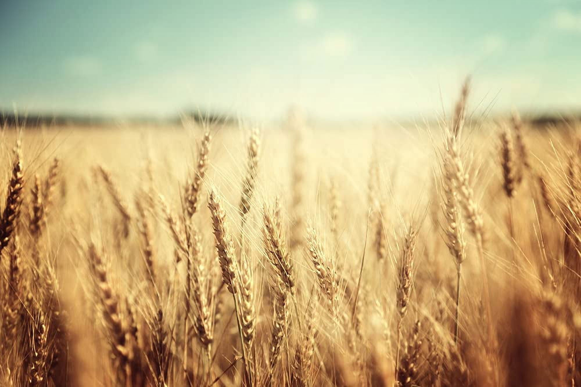 2 Lbs Wheat Cover Crop Seeds - Non-GMO Rye - Deer & Turkey Food Plot ...