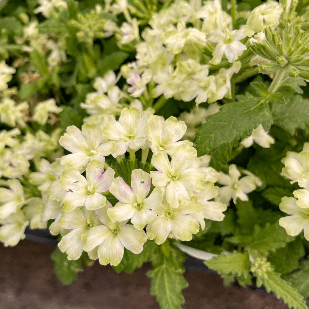 2 Lime Green Verbena Plants, Perennial Verbena Flower Trailing Plants 3 ...