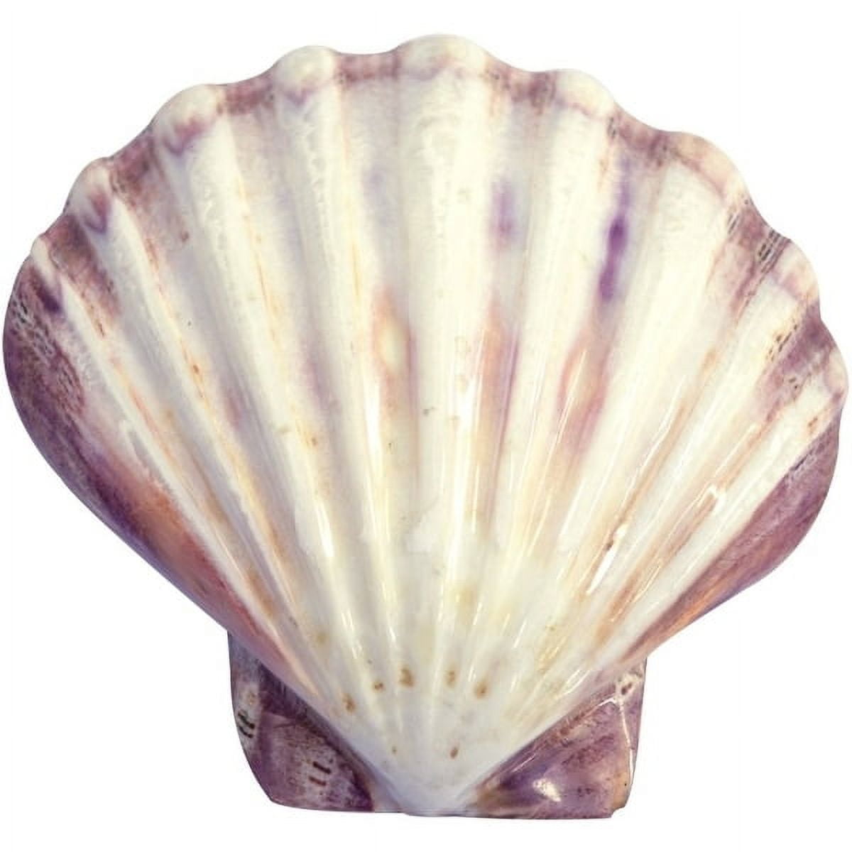 2 Lion Paw Polished Shells Craft Scallop Seashells Beach Decor 4-5 ...