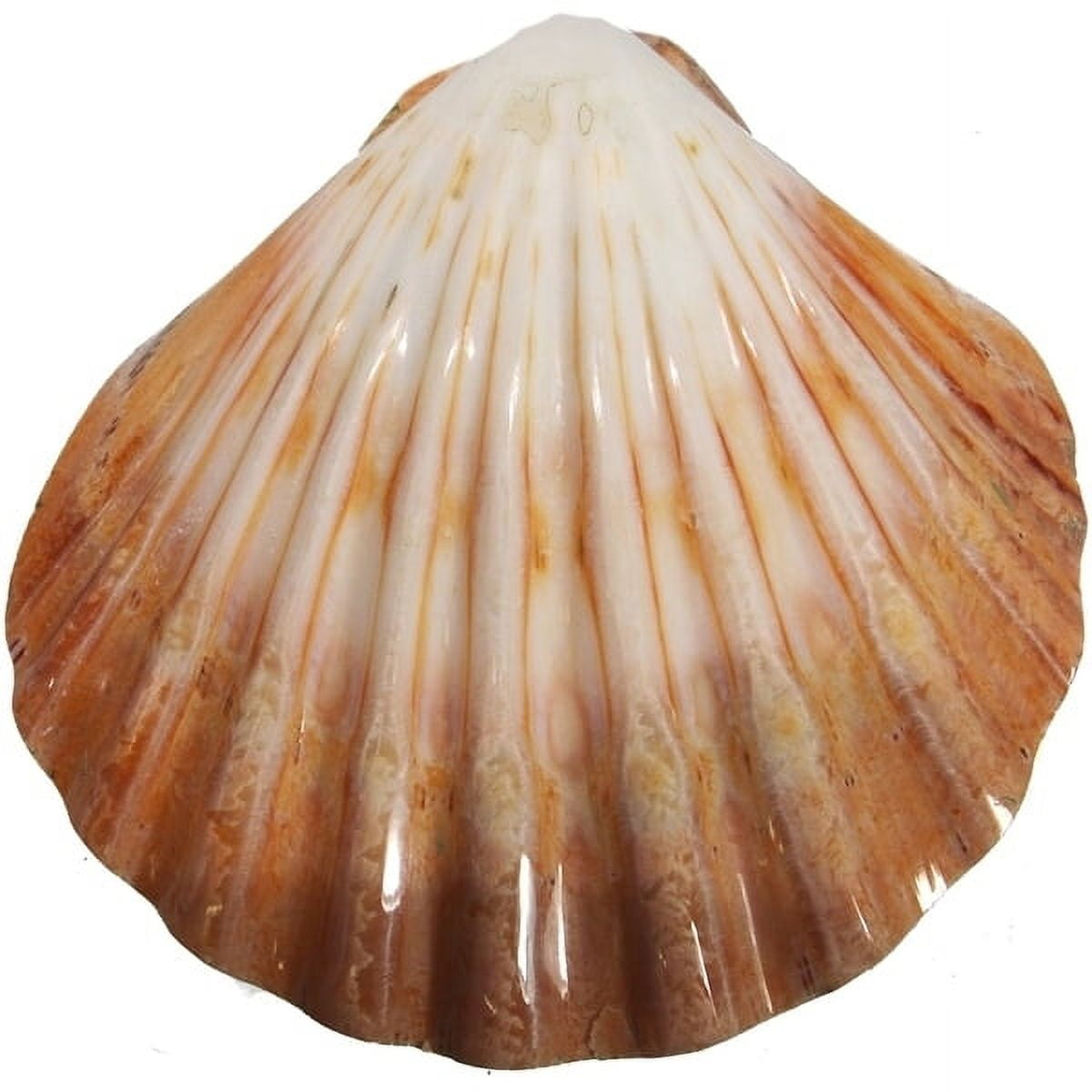 Orange Shell
