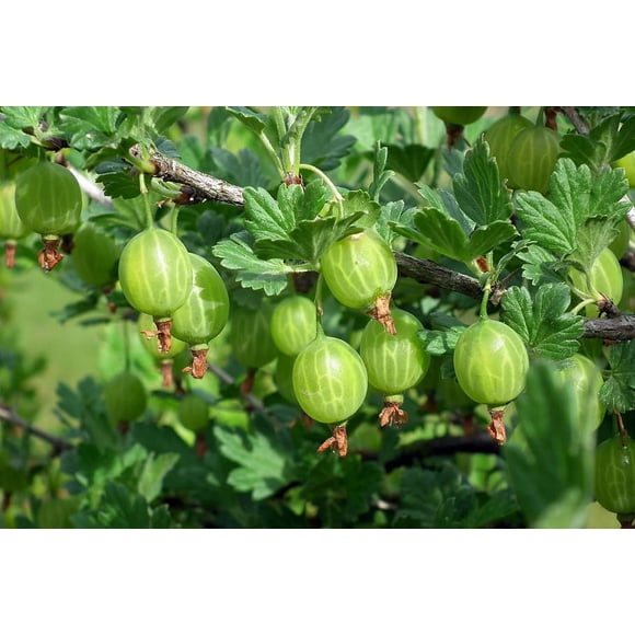 Gooseberries