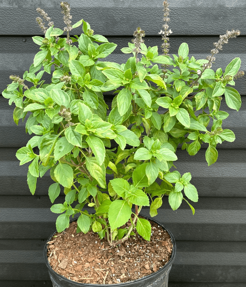 2 Live Blue African Basil Plants, 4–6 Inch Tall Fragrant Herb Starters ...