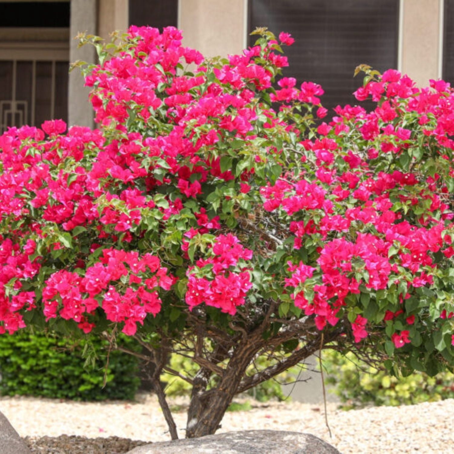 2 Live Helen Bougainvillea Plant, Pink Flower Plant, Bougainvillea ...