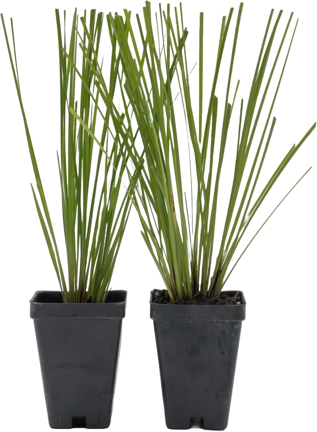 2 Live Lomandra Longifolia Plants – Hardy & Versatile Ornamental Grass ...
