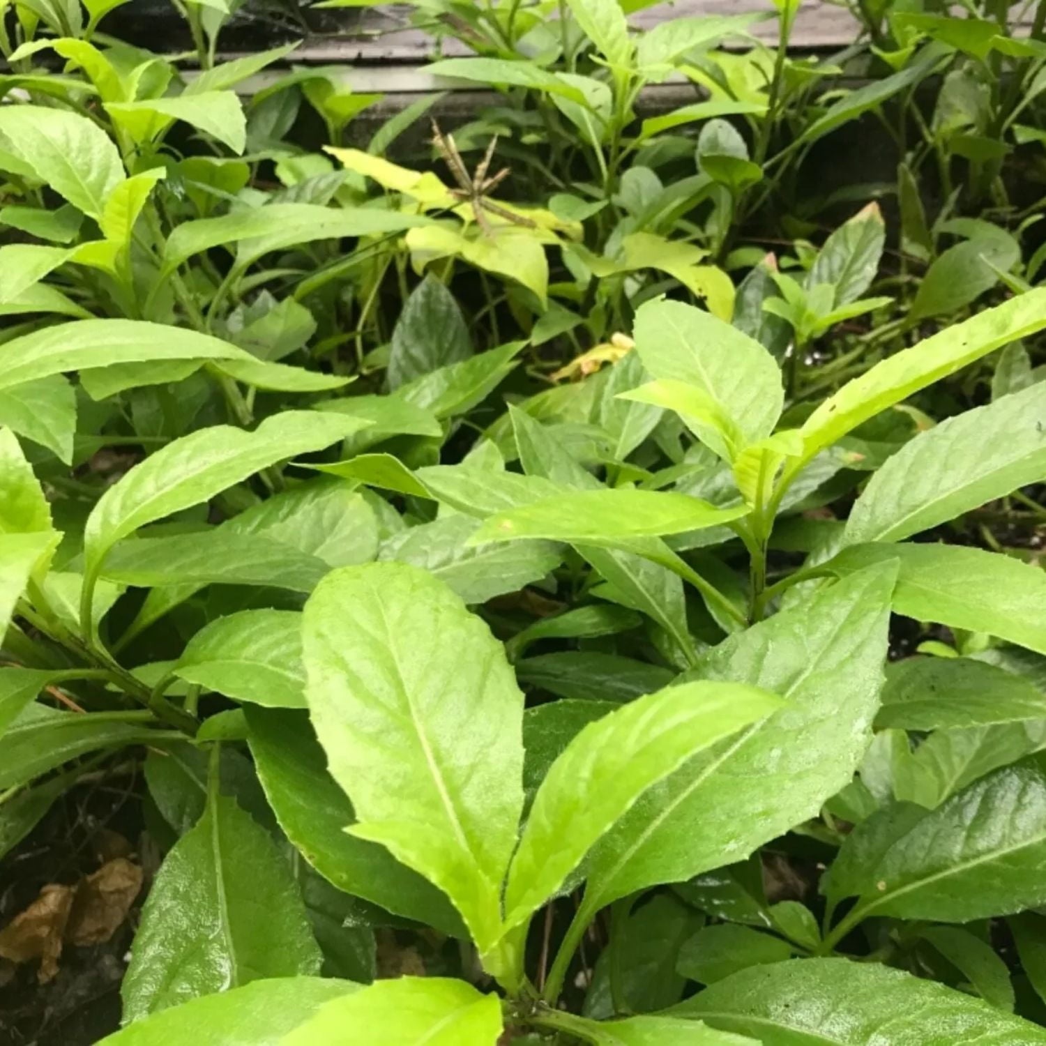 2 Live Longevity Spinach Plants 4-8 Inch, Longevity Spinach Plants Live ...