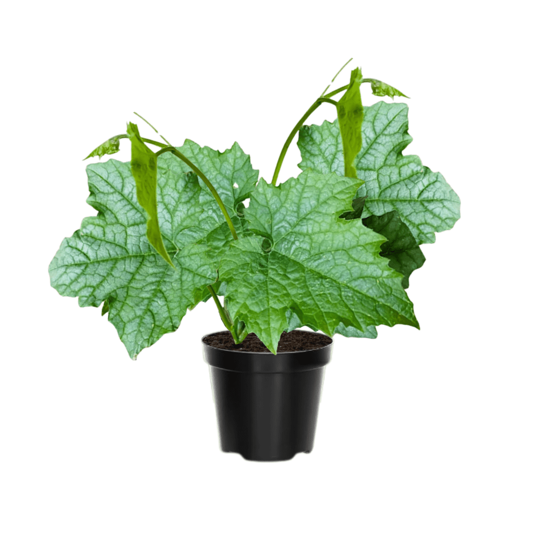 2 Live Luffa Plants, 4 Inch Pot, Luffa Gourd Plants Live Loofah Plant ...