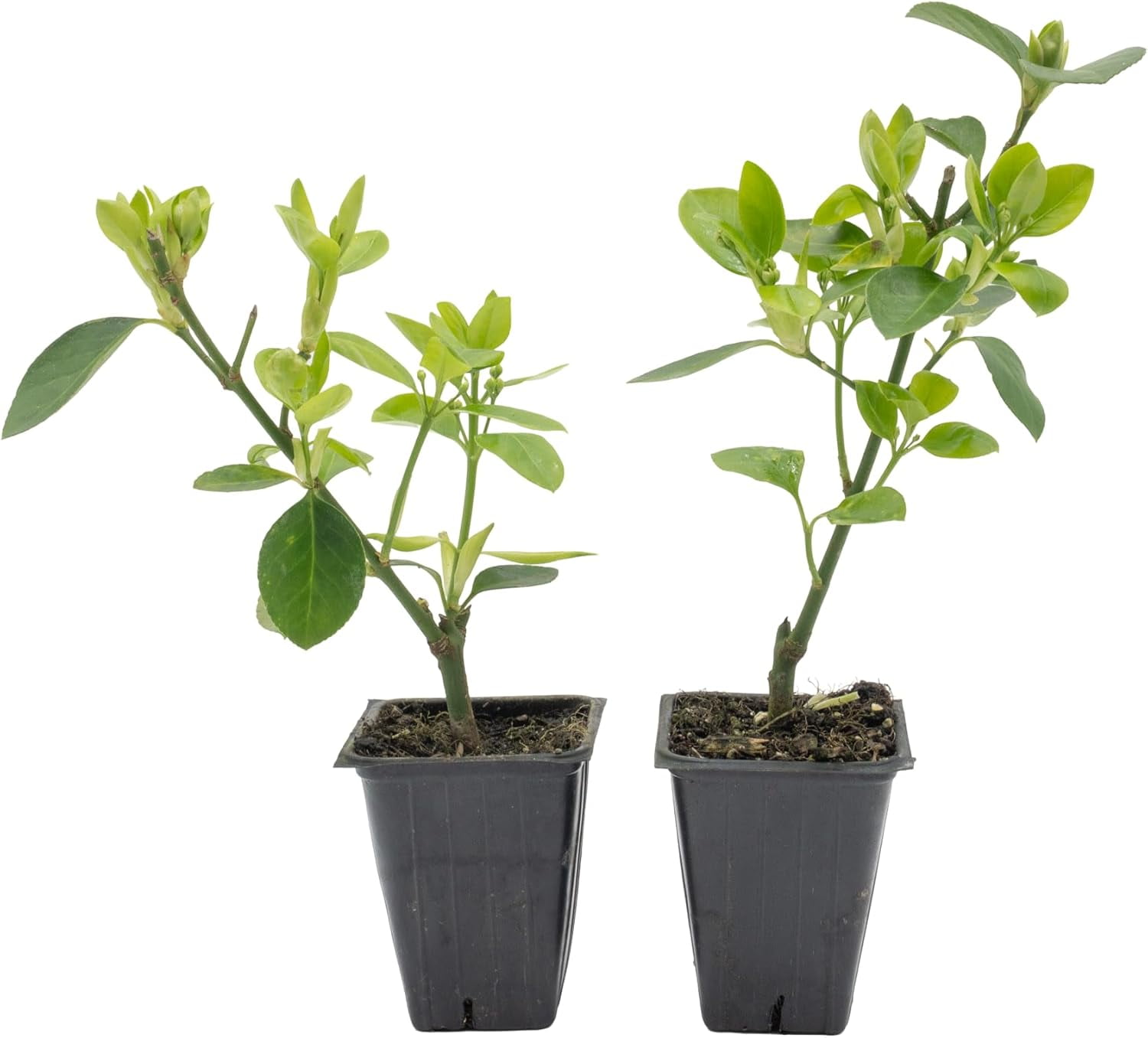 2 Live Manhattan Euonymus Plants (Euonymus Kiautschovicus ‘Manhattan ...