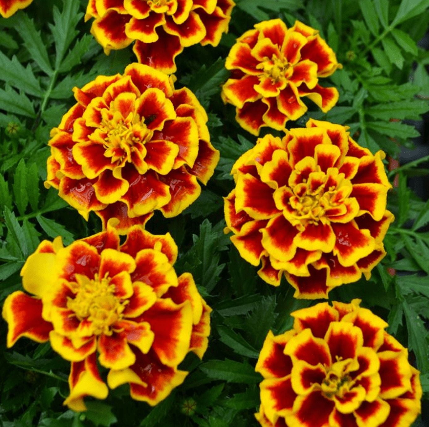 2 Live Marigold Bee Gold Plants for Outside, Orange Marigold Live ...