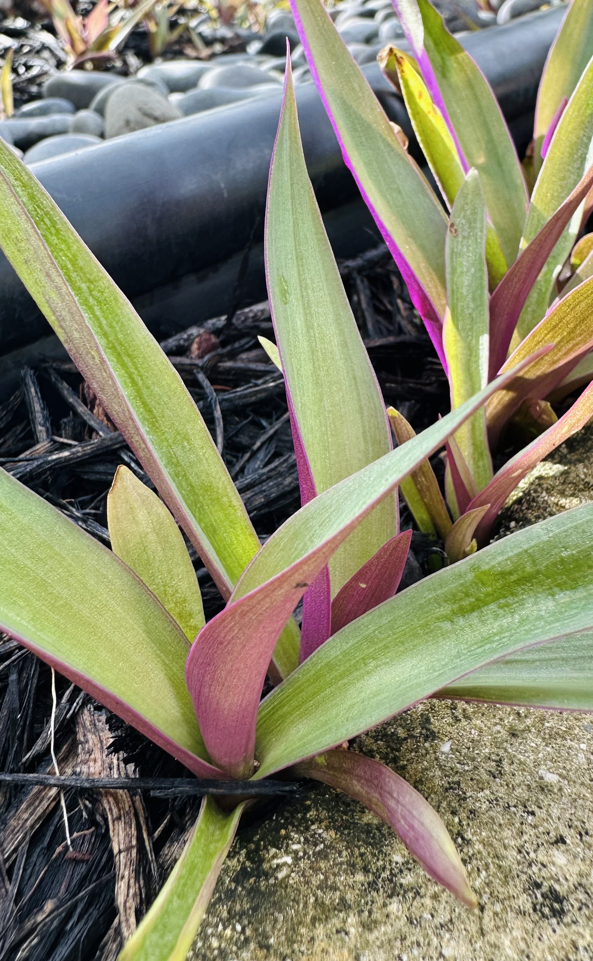 2 Live Oyster Plants AKA Moses in the Cradle Healthy Starter Plants ...