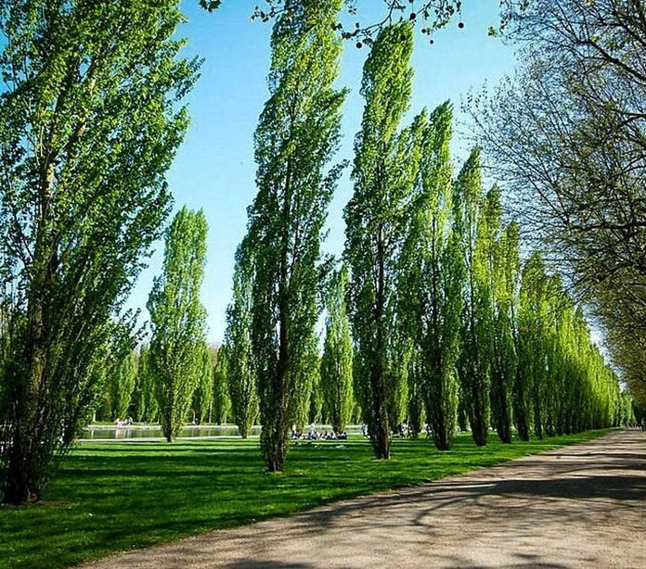 2 Lombardy Poplar Trees - Live Plant Cuttings - Unique Fast Growing ...