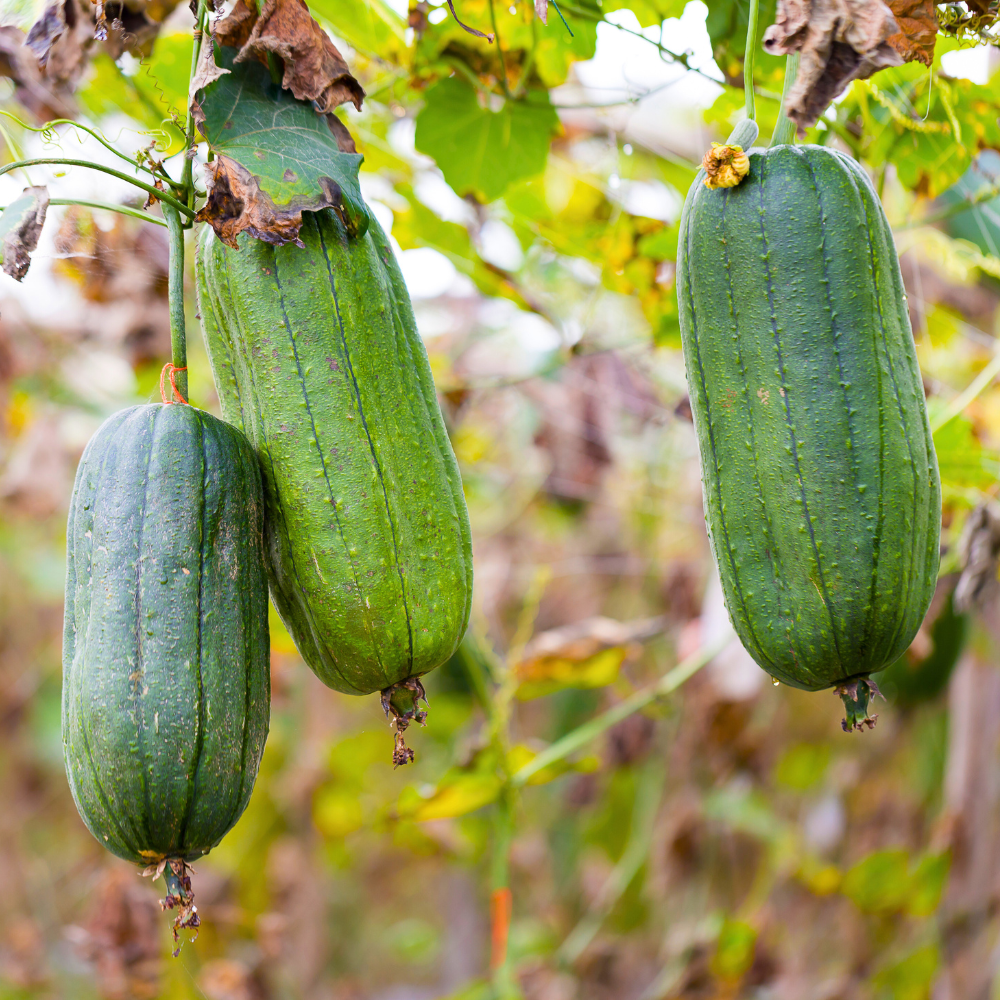 2 Luffa Plants Live, Loofah Gourd Vegetable Plant in 4 Inch Pot ...