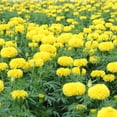 2 Marigold Plants Live in Pot, Live Yellow Marigolds Live Plants ...