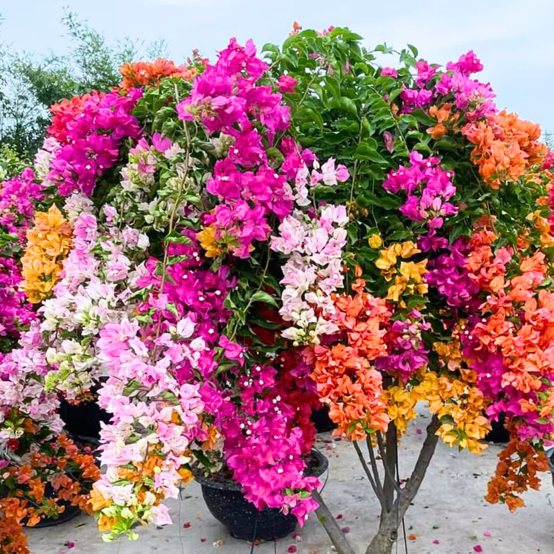 2 Mix Bougainvillea Plants Live, Random Flowering Bougainvillea Vine 4 ...
