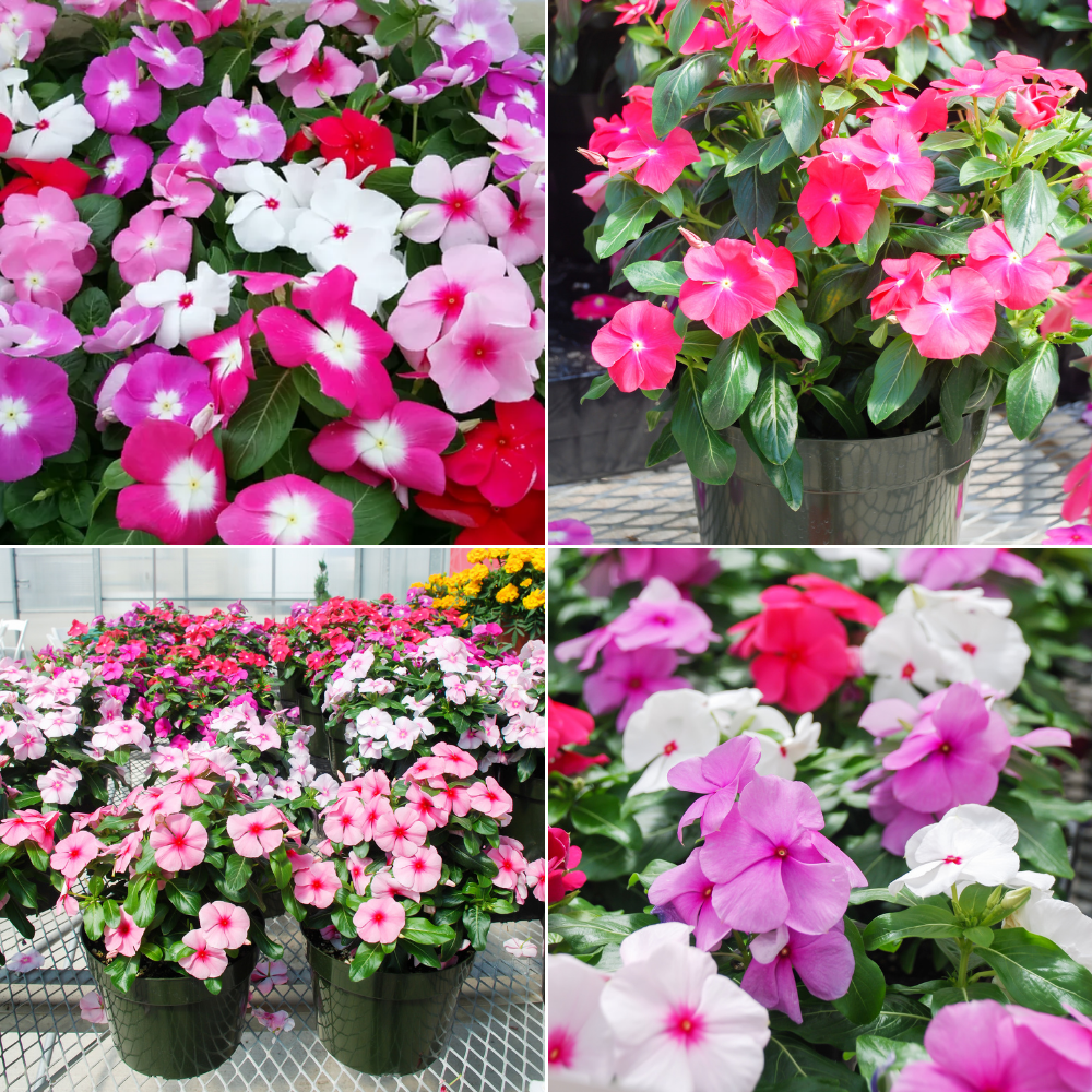 2 Mix Vinca Plant in Pot, 3 - 5 inches Tall, Trailing Vinca Flowers for ...
