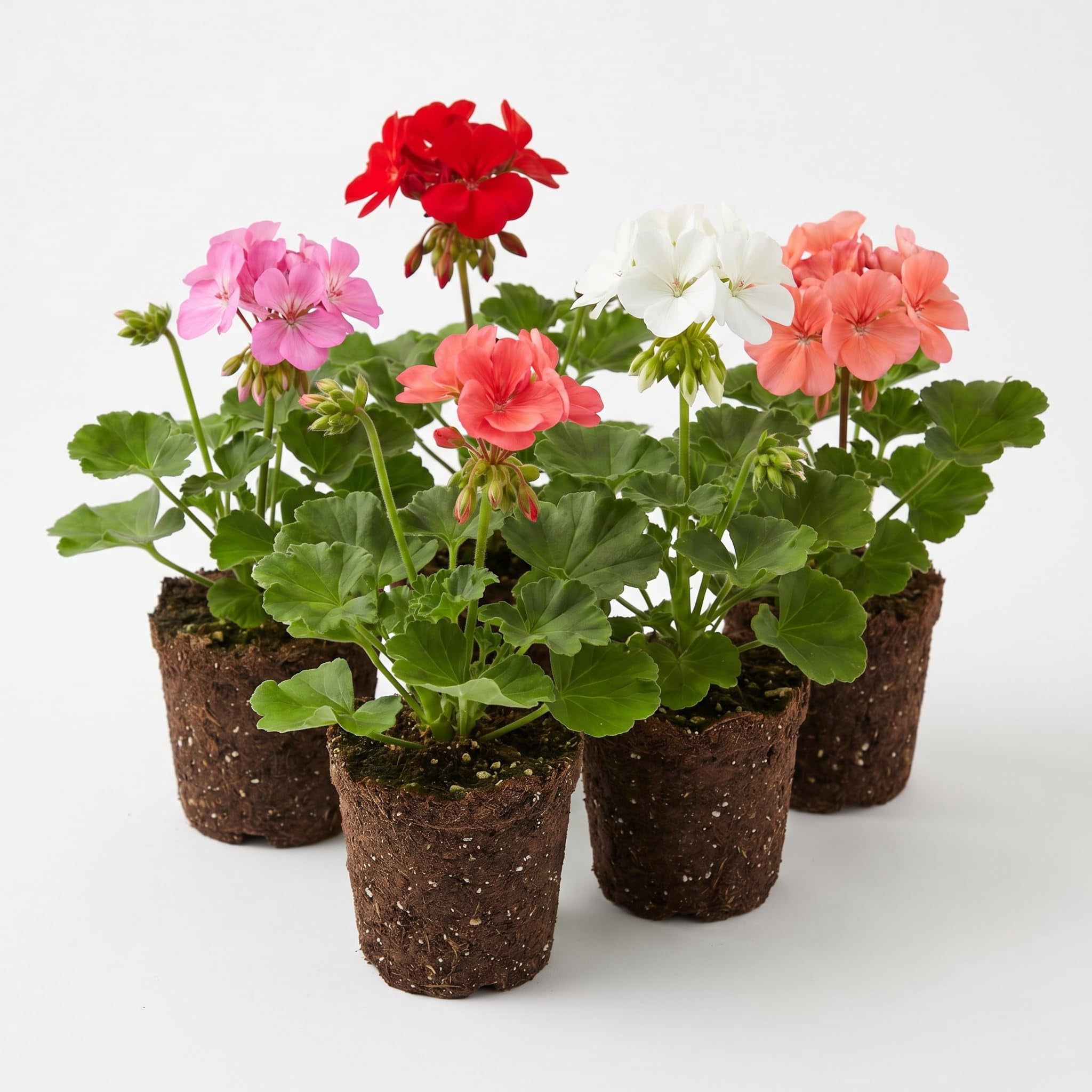 2 Mixed Geranium Plants Live, Vibrant Blooms, Hardy Perennial Geranium ...