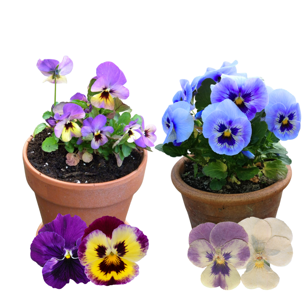 2 Mixed Pansy Plants Live in Pots, Vibrant Cool Weather Flowers, 3–5 ...
