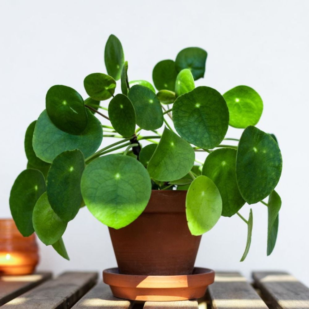 2 Money Tree Plant Live, Pilea Peperomiodes for Indoor Planting, 4-8 ...