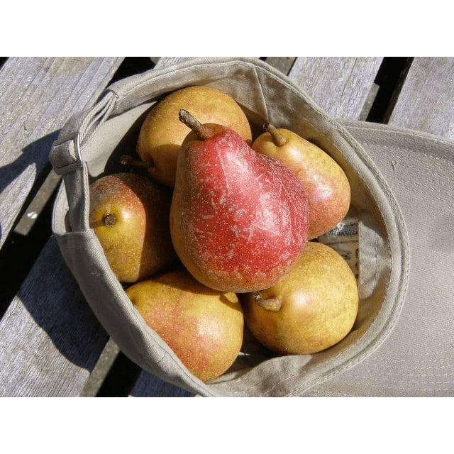 2 Moonglow Pear Trees Bareroot 2-3 feet tall--Low Grit, Juuicy Fruit ...