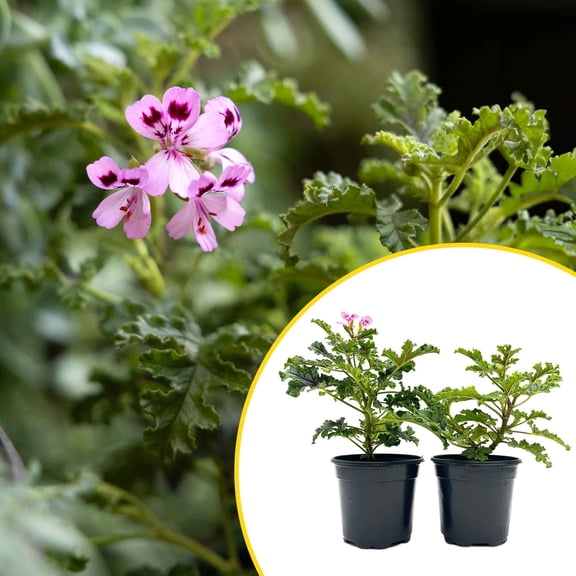 Citronella Plants