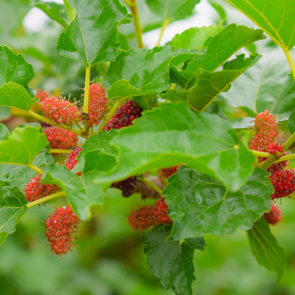2 Mulberry Trees Live Plants, Red Mulberry Tree for Planting Indoor ...