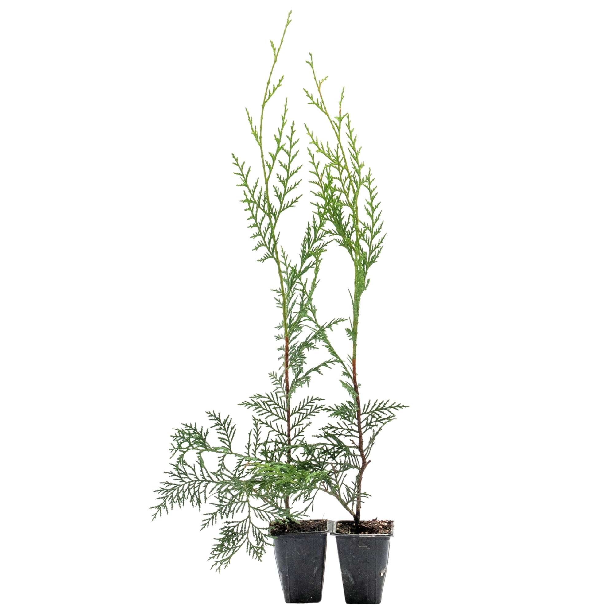 2 Murray Cypress Saplings in 3.5" Nursery Cubes | Cupressocyparis ...