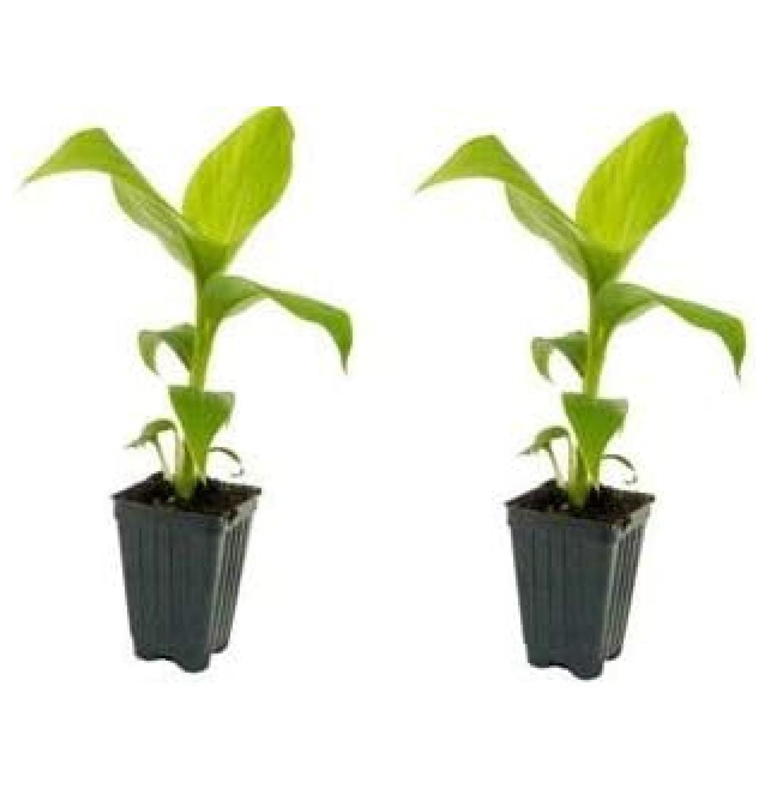 2 Musa Basjoo Banana Tree/Hardy Banana Tree in 4 Inch Pots (2 Four Inch ...