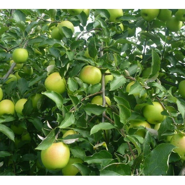2 Mutsu (Crispin) Apple Trees, Dwarf, Fast Growing, Bareroot, 2-3 ft ...