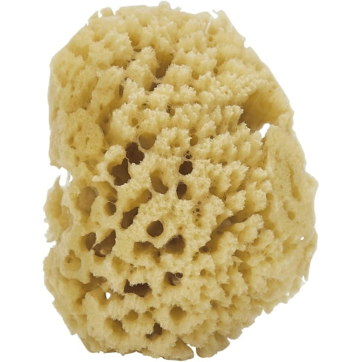 2 Natural Gulf Cut Sponge 3-3.5" - Walmart.com
