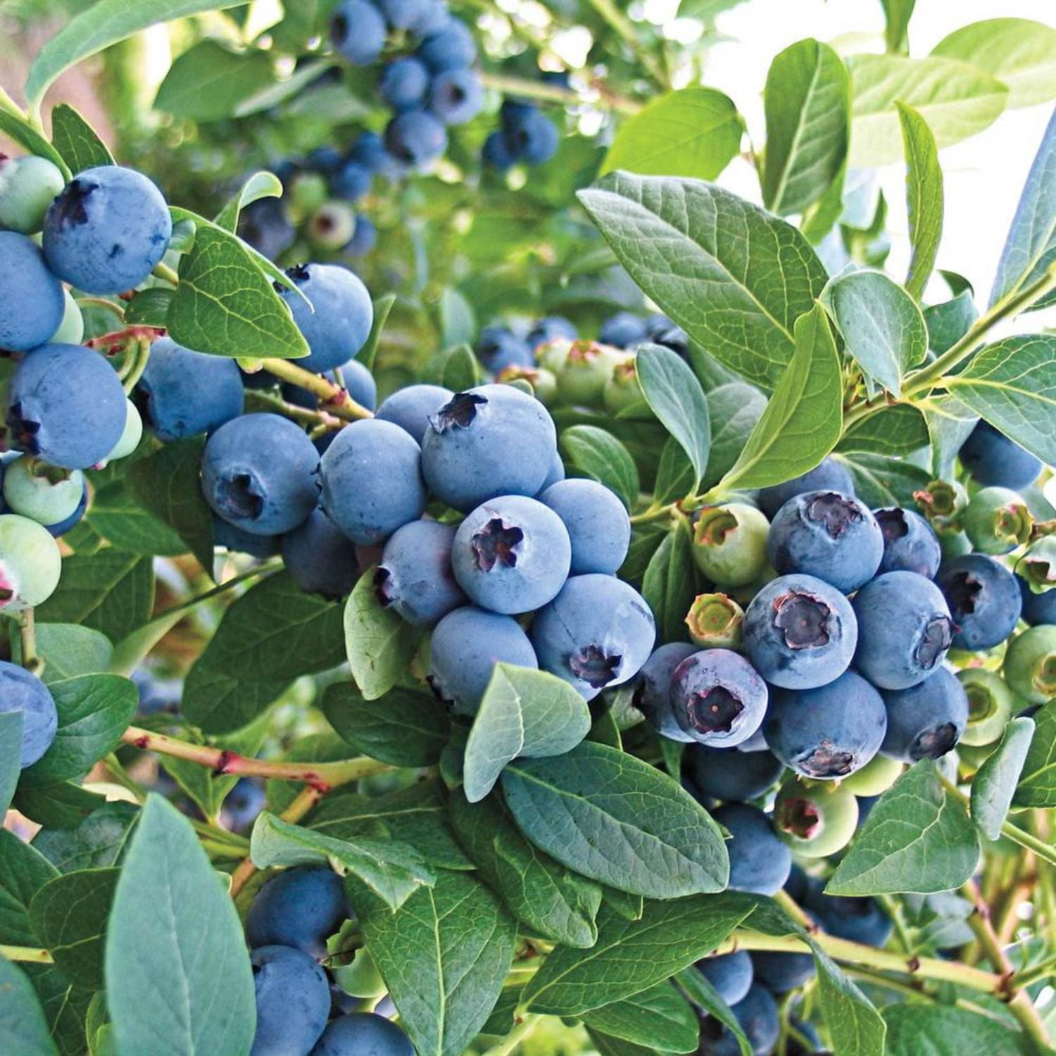 2 O'neal Blueberry Live Plant For Planting 4-8 Inch, O'Neal Southern ...