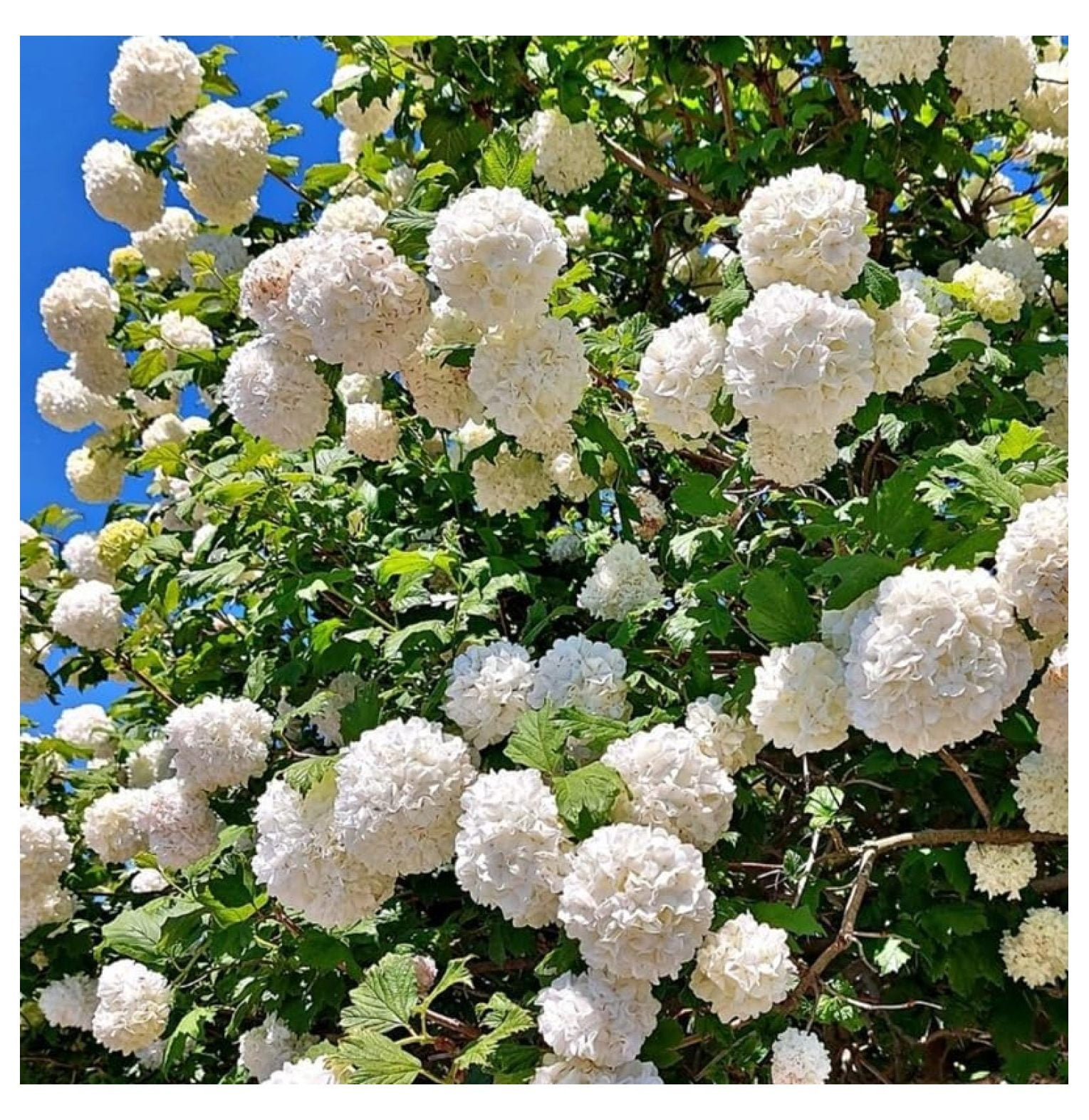 2 Old Fashion Viburnum Plants Live for Planting, Snowball Viburnum Live ...