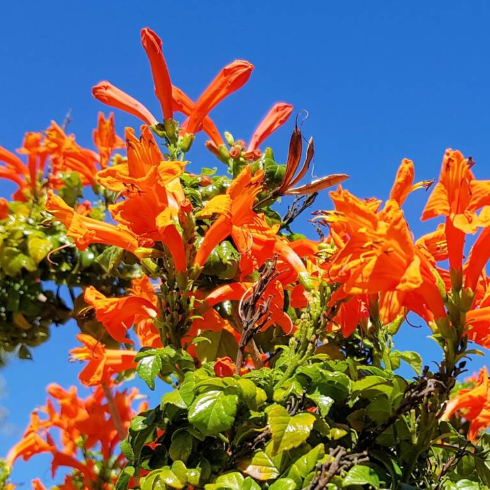 2 Orange Cape Honeysuckle Vine Plants, Live Honeysuckle Flower ...
