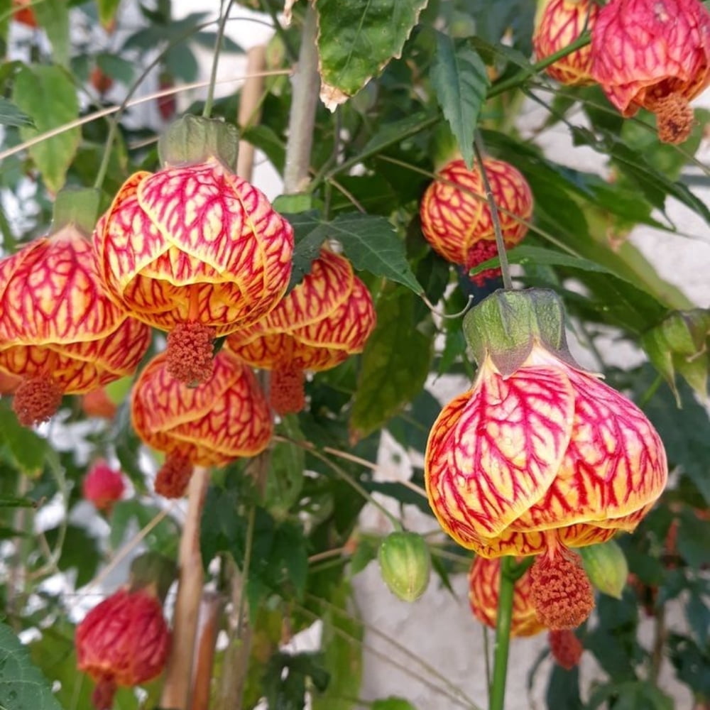 2 Orange Tiger Abutilon Plant, Chinese Lantern Plant for Outdoor ...