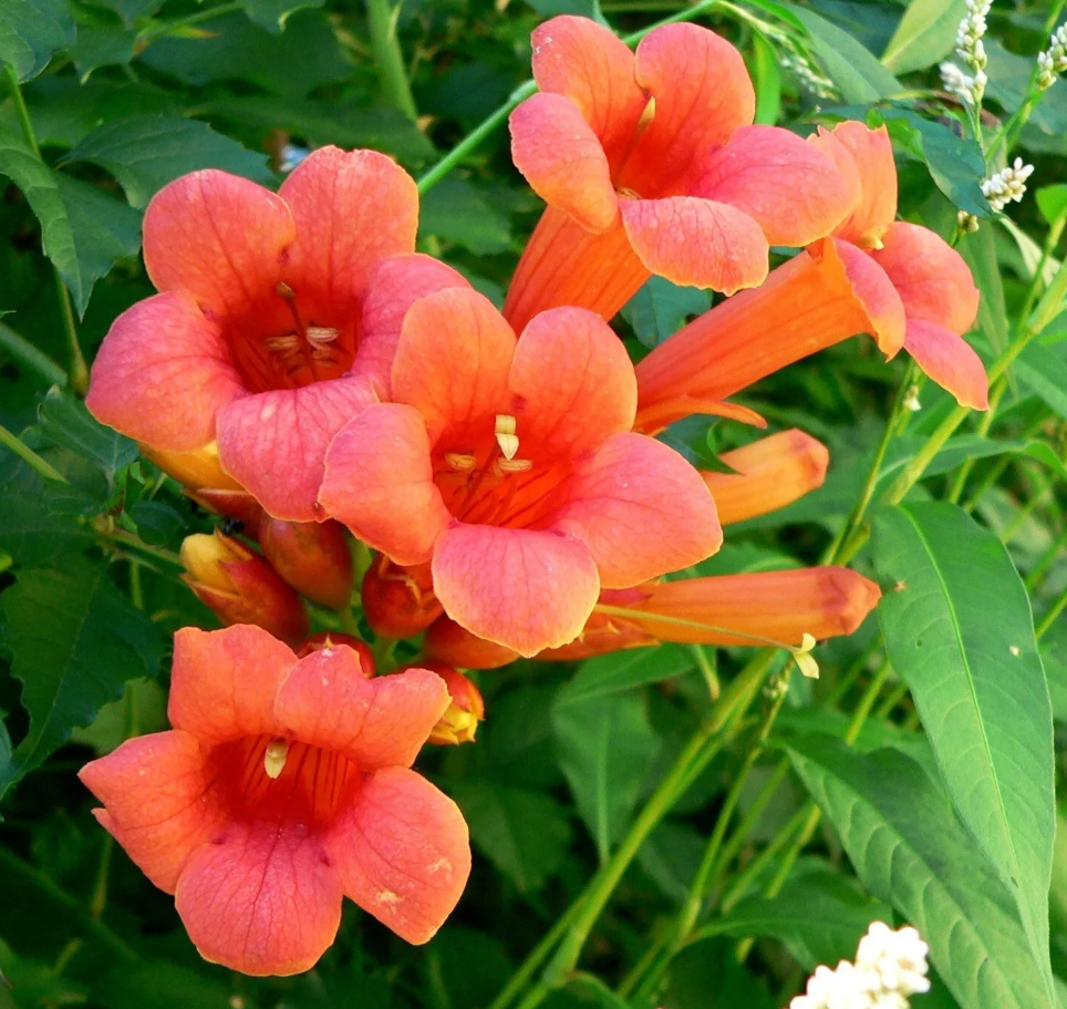 2 Orange Trumpet Vine Campsis Radicans Plant Trumpet Creeper Seedlings ...