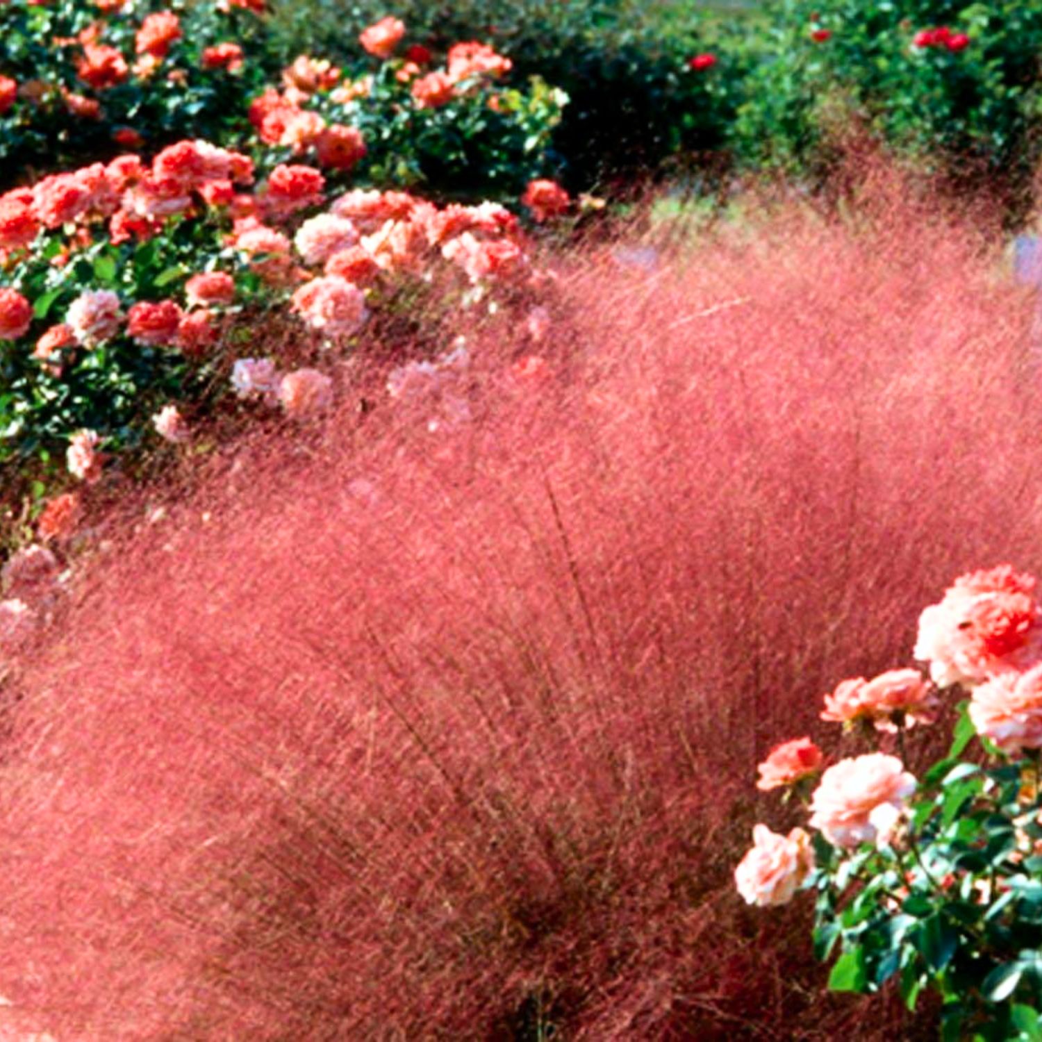 2 Ornamental Grass Plants - Ruby Muhly Grasses Live Plants Perennial ...