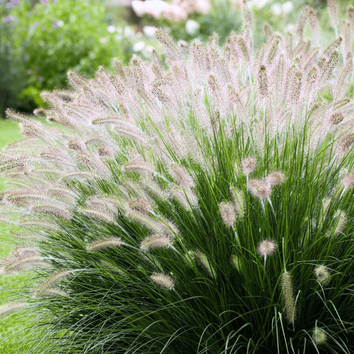 2 Ornamental Grass Plants - White Fountain Grasses Live Plants ...