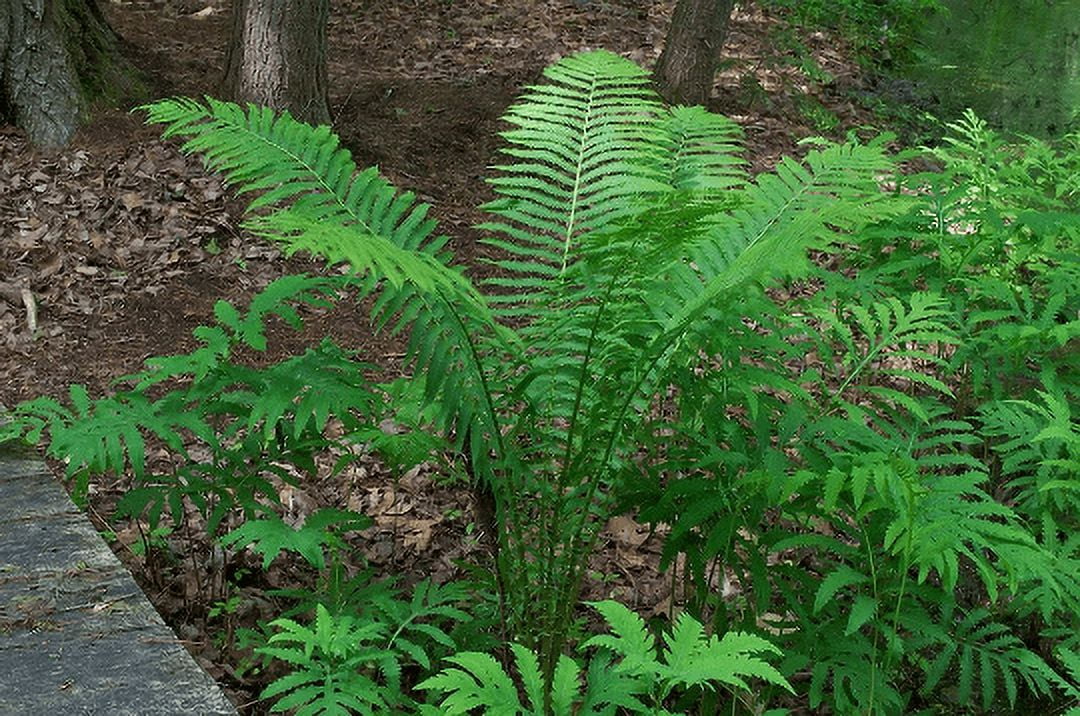 2 Ostrich Fern Plant in a 4" Pot--Perfect Shade Plant, Edible ...