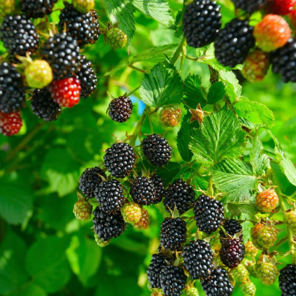 2 Ouachita Thornless Blackberry Plants Live For Planting 5 To 8 Inch ...