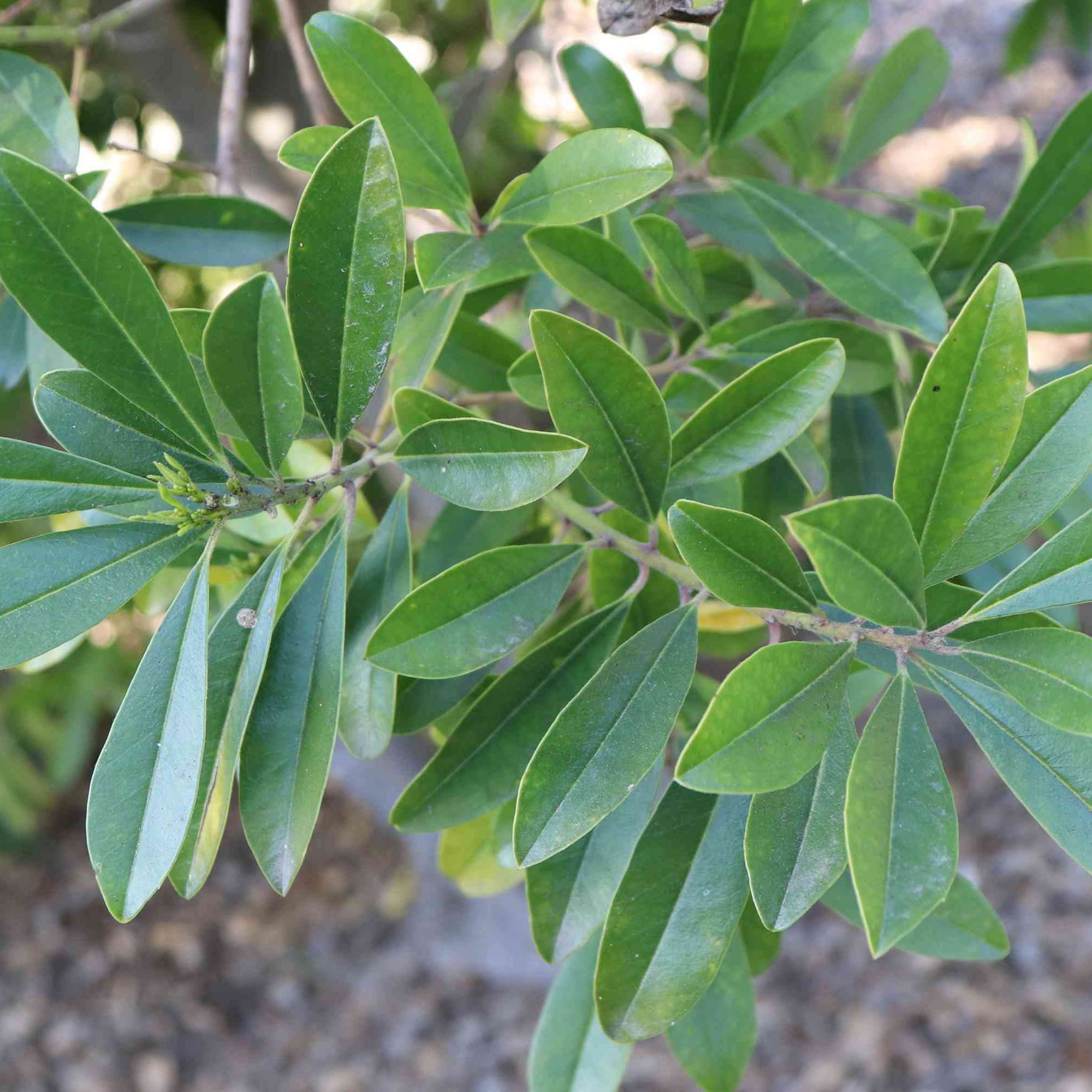 2 Ounces BlueITSC Bachelor Button Seeds - Large Package of one of America's Favorite Wildflowers ...